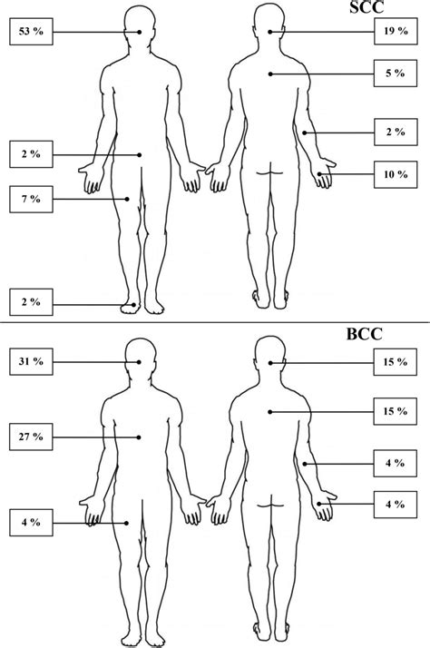 Body Distribution Of Sccs And Bccs Download Scientific Diagram