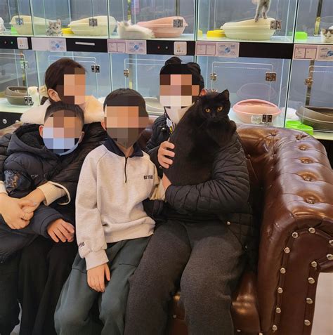 붐베이 탄이 포메라니안키우는방법 말티즈키우는방법 말티푸키우는방법 푸들키우는방법 먼치킨키우는방법 랙돌키우는방법 브리티쉬숏헤어키우는