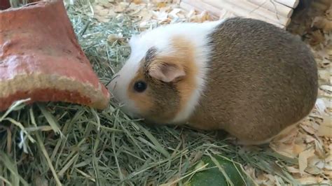 My Silly Girls Youtube