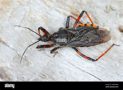 Rhynocoris Annulatus An Assassin Bug On Wood It Is A Predatory Bug That Hunts A Variety Of