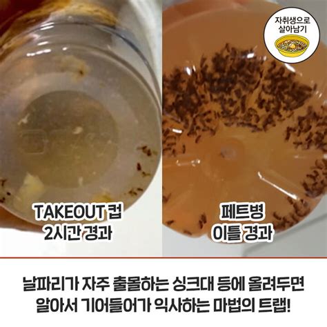 초파리 트랩 만들기