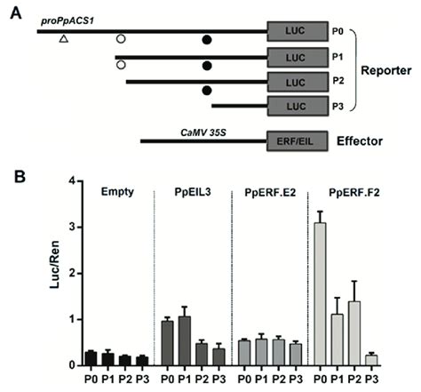 Promoter Deletion Analysis Of Ppacs1 A Four Promoter Deletion