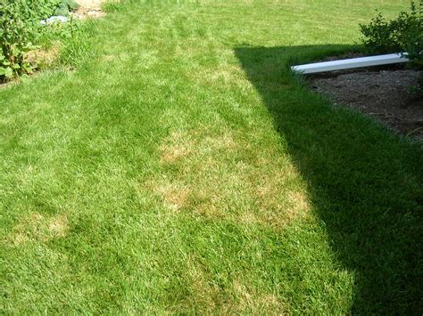 Pythium Foliar Blight K State Turfgrass