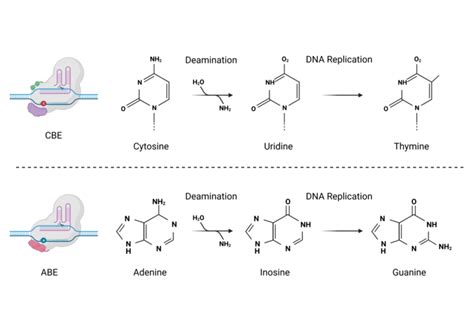 News Explainer What Are Base Editors And How Do They Work Crispr