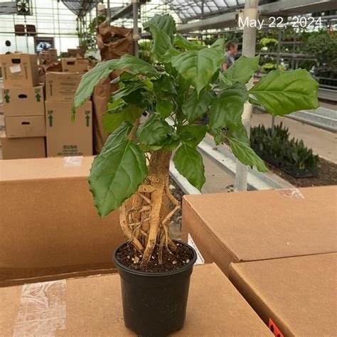 China Doll Tri State Foliage