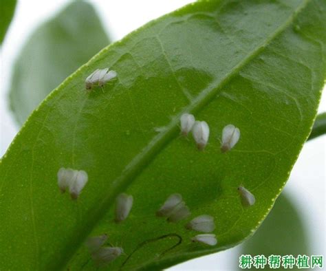 柑橘粉虱如何防治 中国三农网