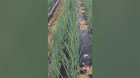 대파 재배방법 농사의신 Youtube