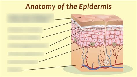 Epidermis Diagram Quizlet