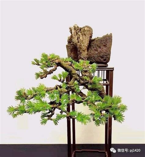 事實證明，破罐子大有用處 每日頭條