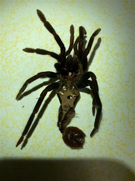 Sex Please And Thank You R Tarantulas