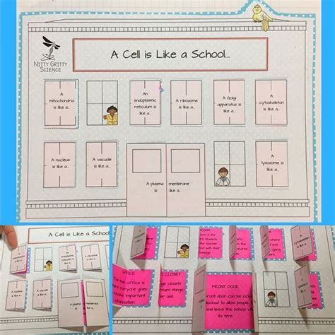 Cell Structure And Function Interactive Notebook Ngs Magnified Interactive Notebooks Cell