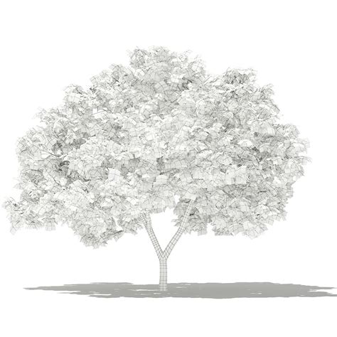 Common Fig Tree 3d Model 2 4m 3d Model 19 C4d Max Fbx Unknown