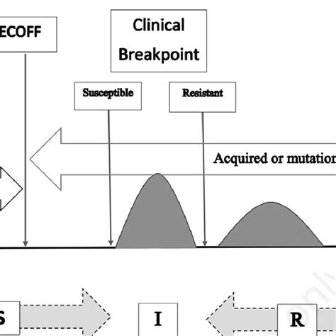 Pdf Reading And Understanding An Antibiogram