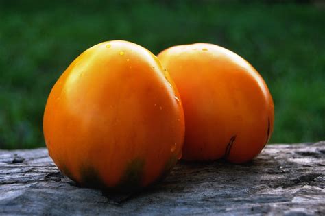 Томат Ваше величество – Включен в Госреестр по РФ