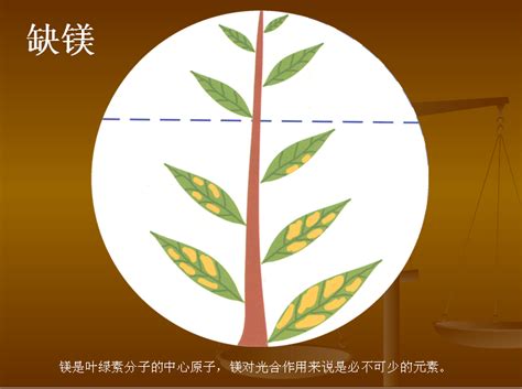 农作物缺素图谱大全迅速鉴定作物缺什么素不收藏会后悔系列 植物