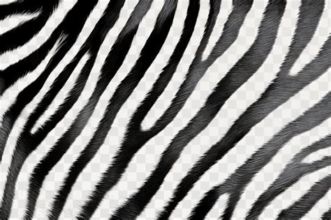 Png Elegant Zebra Pattern Texture Free Png Rawpixel Png Elegant Zebra Pattern Texture Free Png Rawpixel