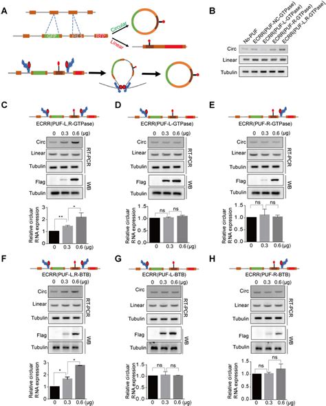 Ecrrs Stimulate The Circular Rna Production Of The Circscreen Minigene Download Scientific