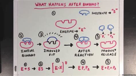 Enzyme Structure And Function Flashcards Quizlet