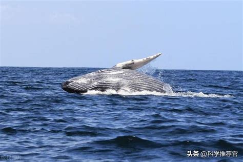 鯨魚死後為何會沉入海底？吃鯨魚肉，倒核廢水，某國人用心何其毒 每日頭條