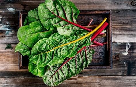 Bette à carde - Les jardins DiversiBio