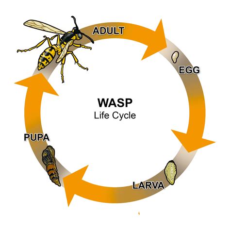 Yellow Jacket Wasp Life Cycle Blog Yellowjacket Vs Wasp