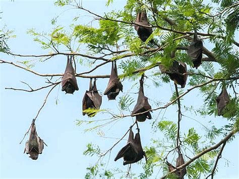 Giant Golden Crowned Flying Fox