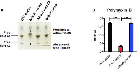 The E Coli Undecaprenyl Phosphate Aminoarabinose Flippase Arne Arnf Download Scientific