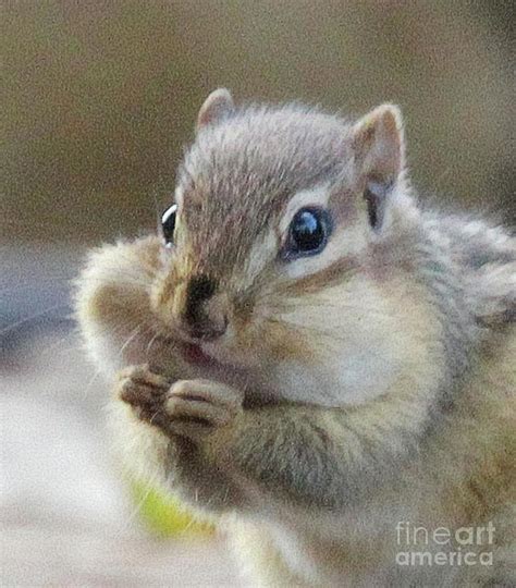 Chubby Cheeks Chipmunk Close Up Photograph By Scott D Van Osdol