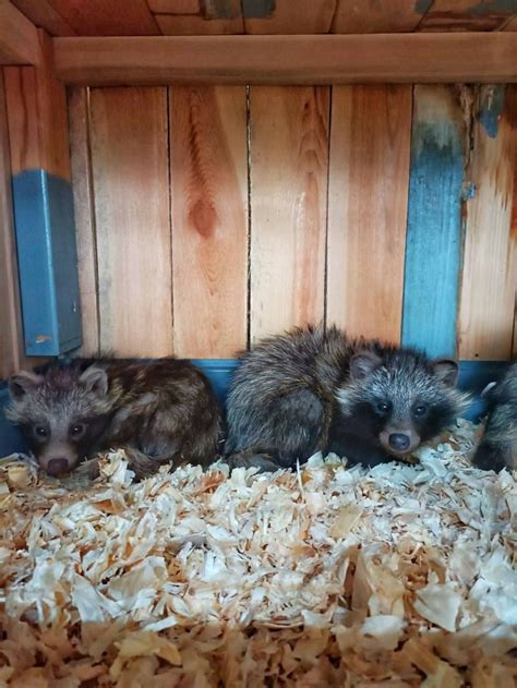 Wyjada Jaja Ptak W I Po Era Aby Jenot To Utrapienie Dla Polskiej Przyrody Zielona W Interia Pl