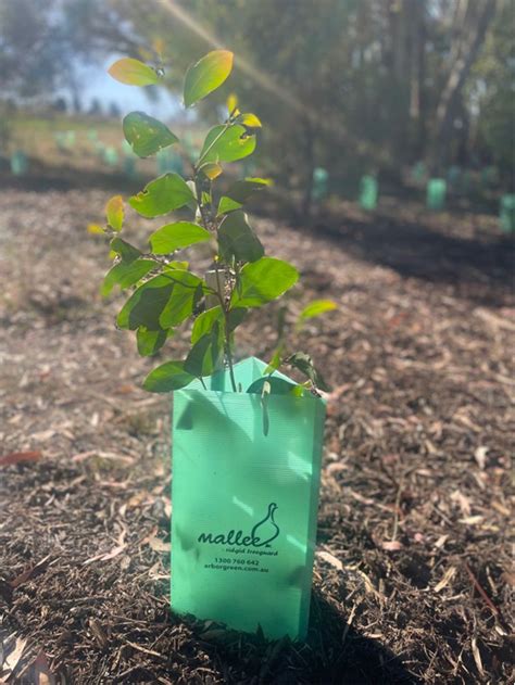 Thriving Seedlings Fnpw