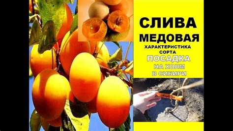 Слива в Сибири посадка 🌷Сажаем Сливу сорта Медовая на Холм весной 🌷