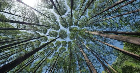 Forest Structure And Dynamics University Of Helsinki Forest Structure And Dynamics University Of Helsinki