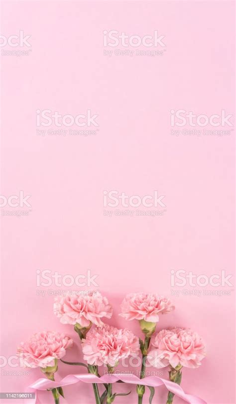 평면도 채찍 누워 복사 공간 클로즈업 모의 어머니 일 감사 디자인 컨셉 밝은 분홍색 배경에 고립 된 아름 다운 신선한 개화 베이비 핑크 컬러 카네이션 0명에 대한 스톡 사진
