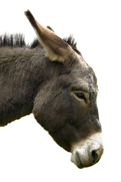 Donkey 库存图片 图片 包括有 脊椎动物 倔强 工作室 鹪鹩 顽固 农场 茴香 查出 2250165