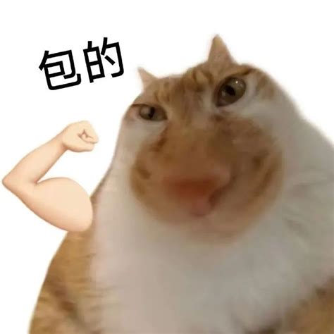 抽象猫meme表情包相关表情包 表情包专辑 求表情网 斗图从此不求人