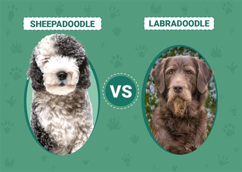 Sheepadoodle Vs Labradoodle The Key Differences With Pictures Dogster