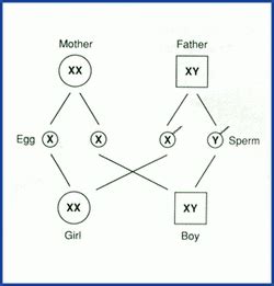 Sex Linked Genes Cell Division And Genetics Review Sex Linked Genes Cell Division And Genetics Review