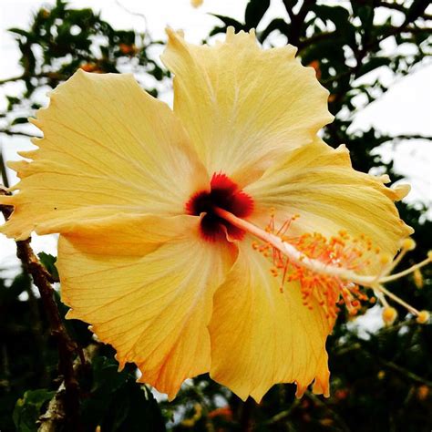 Flor Amarilla Flores Amarillas Bellezas Exóticas Flores Naturales