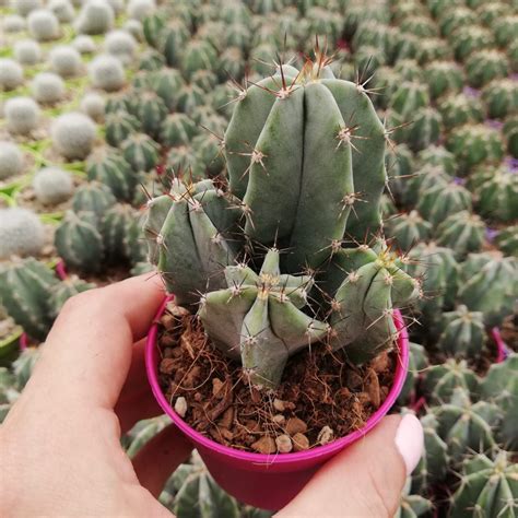 lemaireocereus pruinosus - Giromagi Cactus and Succulents