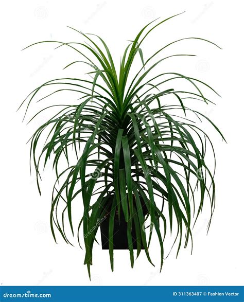 Pandanus Tree Black Silhouette Palm Like Trees Cartoon Vector 49198447