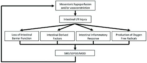 Cycle Of Mesenteric Hypoperfusion Resulting In Sepsis Septic Shock And