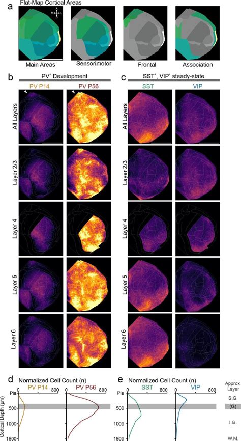 Cell Distribution Across Cortical Span And Depth Visualized By Cortical