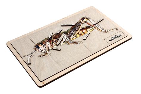 Parts Of A Grasshopper Puzzle Montessori Materials Montessori Learning
