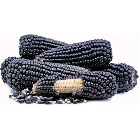 Black Corn · Tassie Seeds
