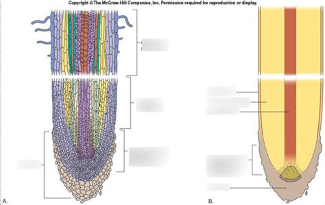Root Structure Diagram Quizlet