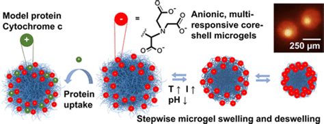Multiresponsive Coreshell Microgels Functionalized By Nitrilotriacetic Acid Biomacromolecules