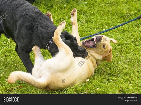 Why Do Dogs Bite When They Play At Nicholas Packard Blog