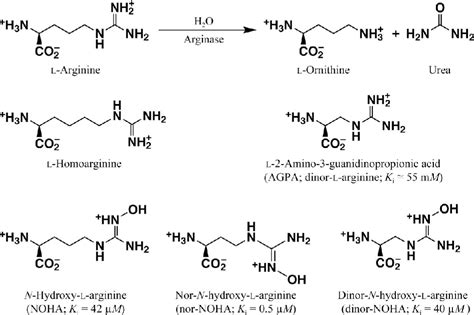 Physiological Effects Of Arginine At Louise Mcmakin Blog