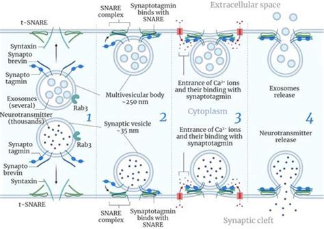 神经元外泌体作为一种新的信号系统 Biochemistry Moscow X Mol