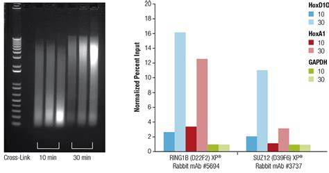 Overview Of Chromatin Immunoprecipitation Chip Cell Signaling